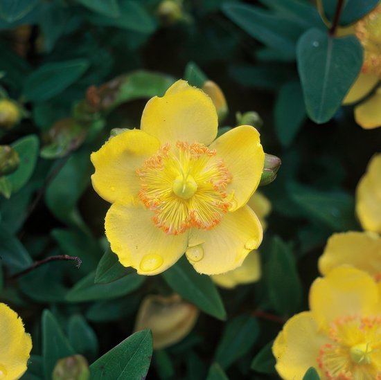 20x Hypericum calycinum - 10-25cm - Ø9cm | bol