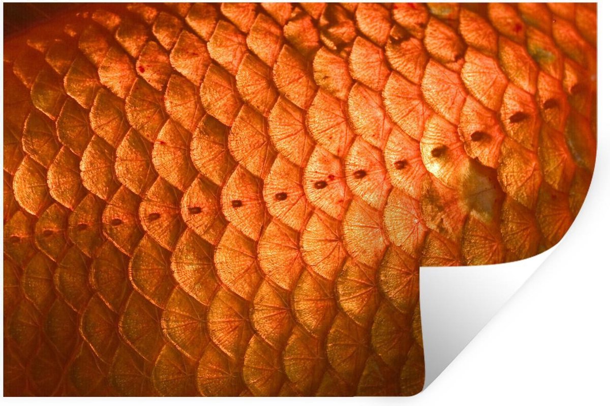 Muurstickers - Vis - Schubben - Macro - 90x60 cm - Plakfolie | bol.com