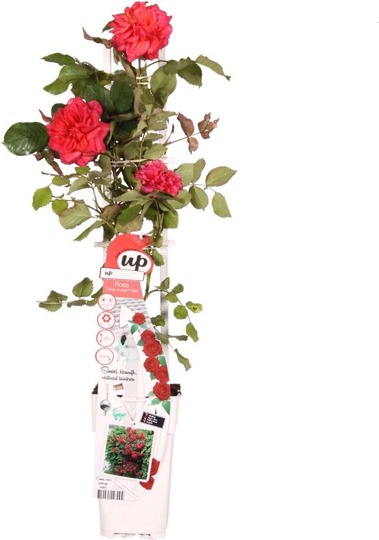 Klimplant - Prachtige Klimroos - Populaire rode klimroos met frisgroene ...