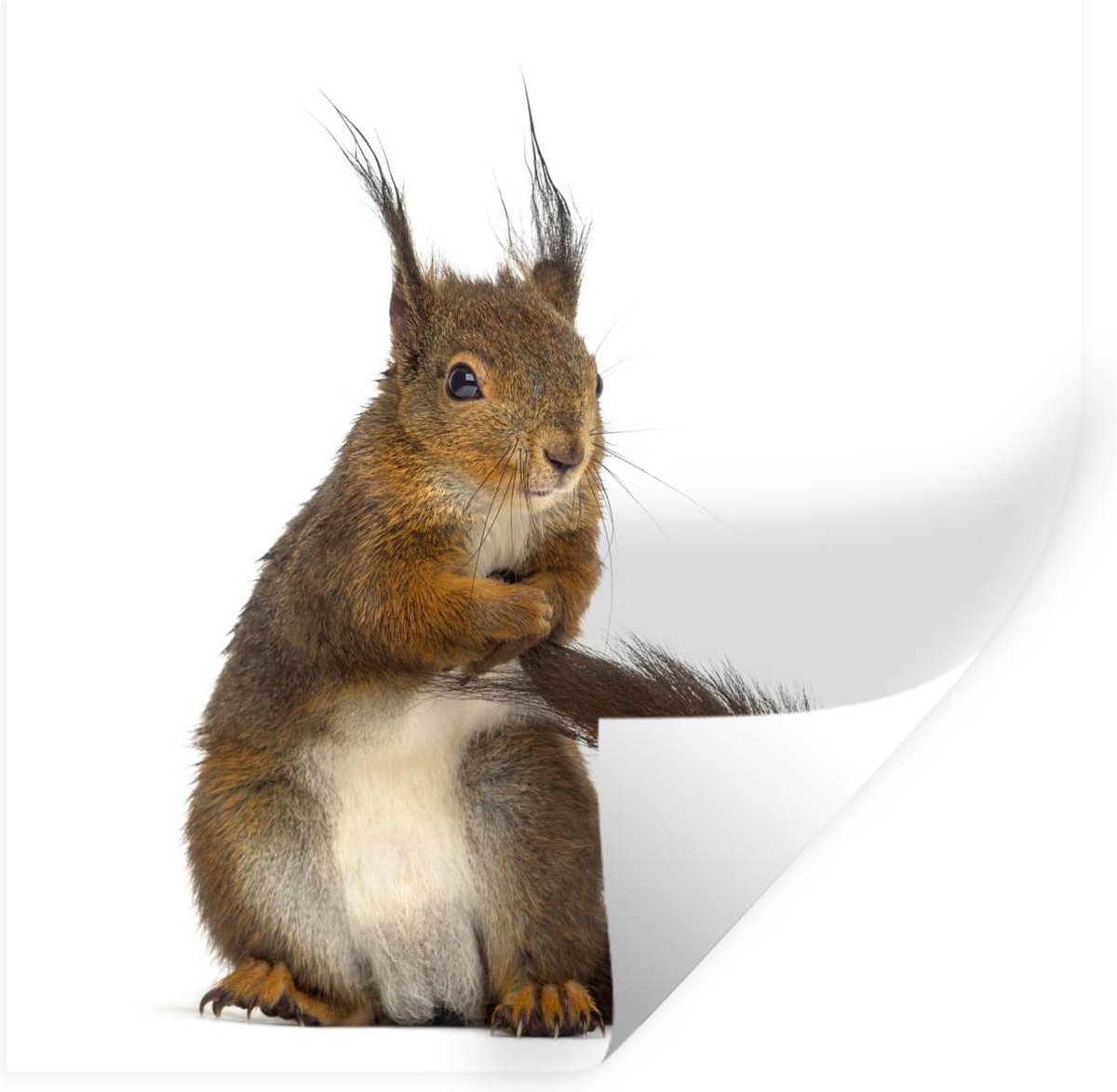 Sticker Muursticker Ecureuil sur fond blanc - Ecureuil roux sur fond ...