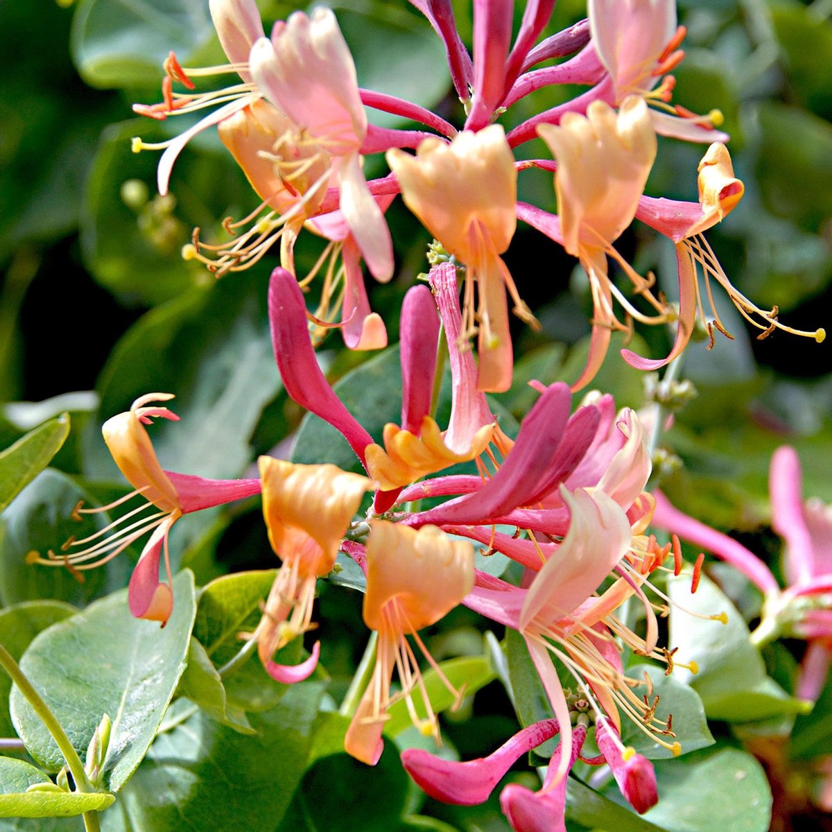 kamperfoelie-lonicera-henryi-winterhard-klimplant-55-65cm