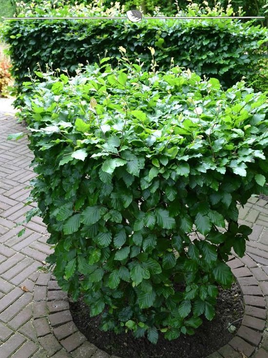 Groene Beuk Fagus sylvatica 125-150 cm in Pot, 7x Haagplant | bol.com