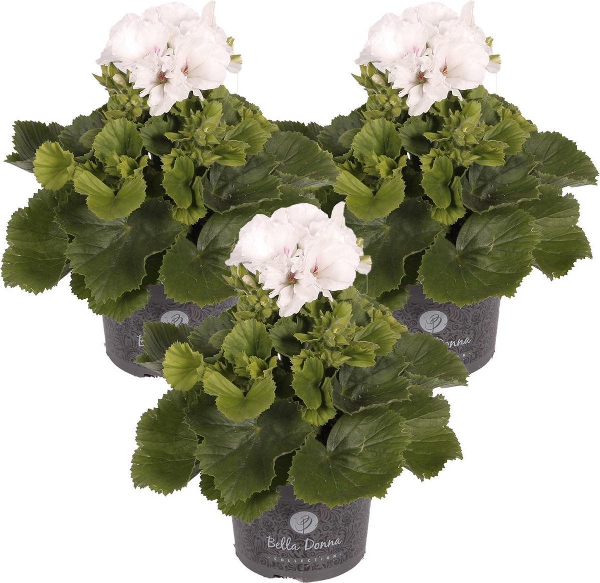 Franse Geranium | Pelargonium wit per 3 stuks - Buitenplant in ...