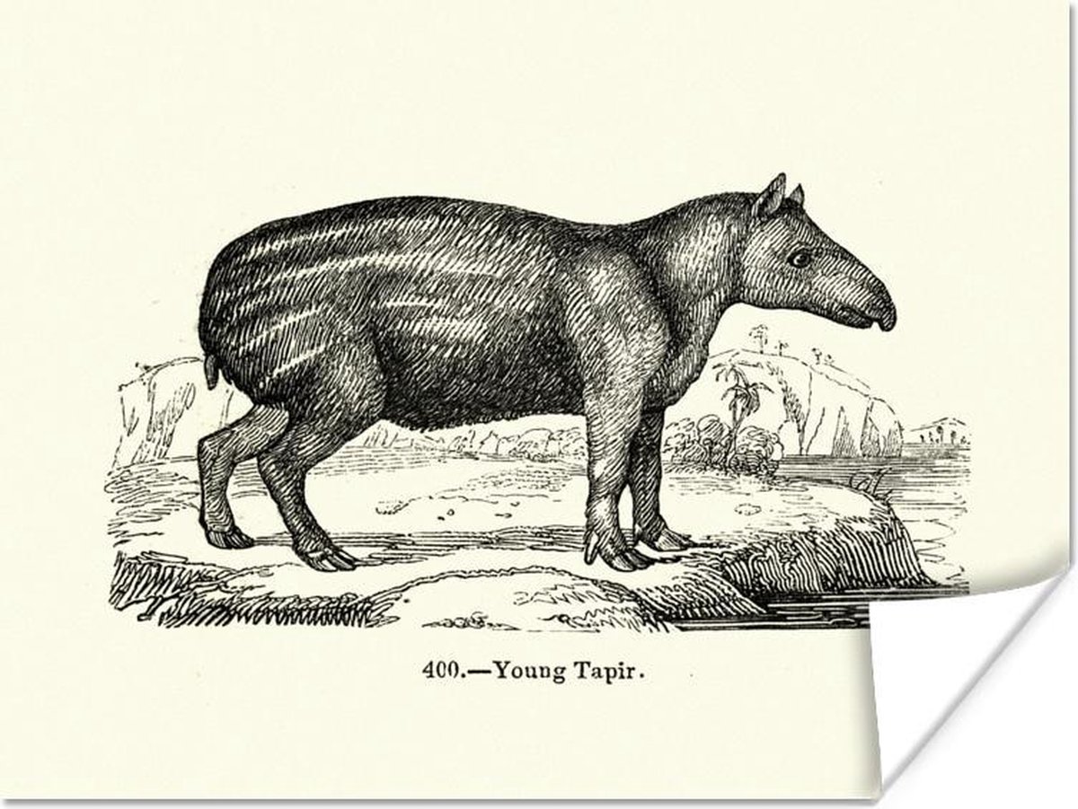 Illustration d'un tapir debout dans un poster noir et blanc 80x60 cm ...