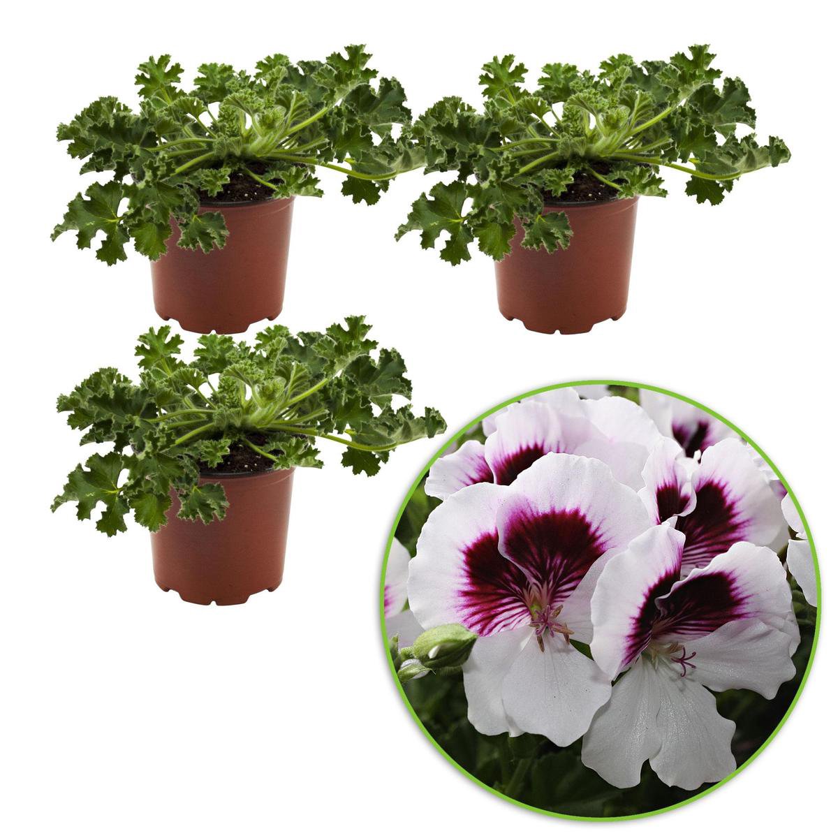 3x Pelargonium Angel Group 'Mosquitaway Lizzy' - Geranium wit-paars - 3 ...