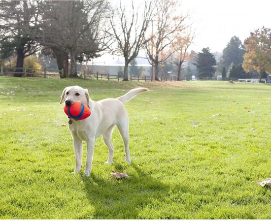 Chuckit! Fumble Fetch - Hondenspeelgoed - Hondenbal - Rugby bal ...