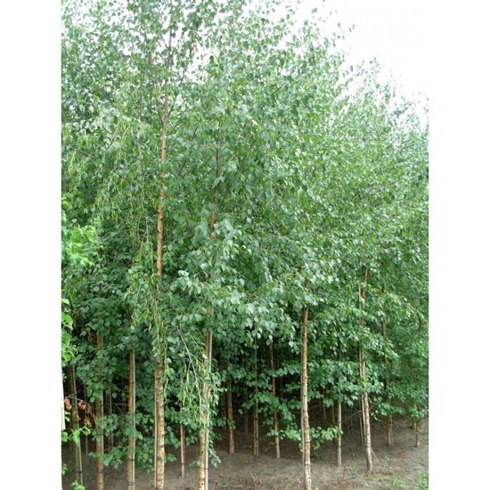 Ruwe Berk | Betula Pendula | Stamomtrek: 12-14 cm | bol