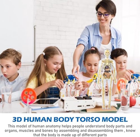 Mini Human Skeleton Model, Human Body Model for Anatomy, Anatomy Model ...