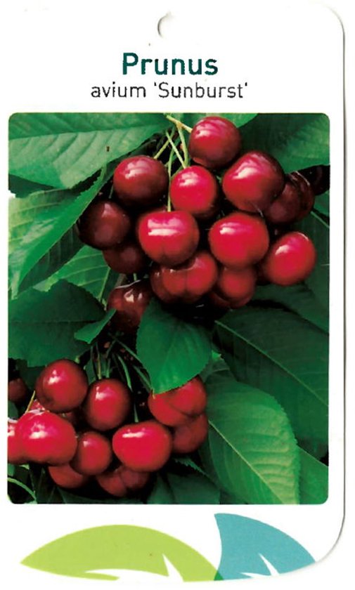 Oosterik home - Prunus Avium Sunburst | bol