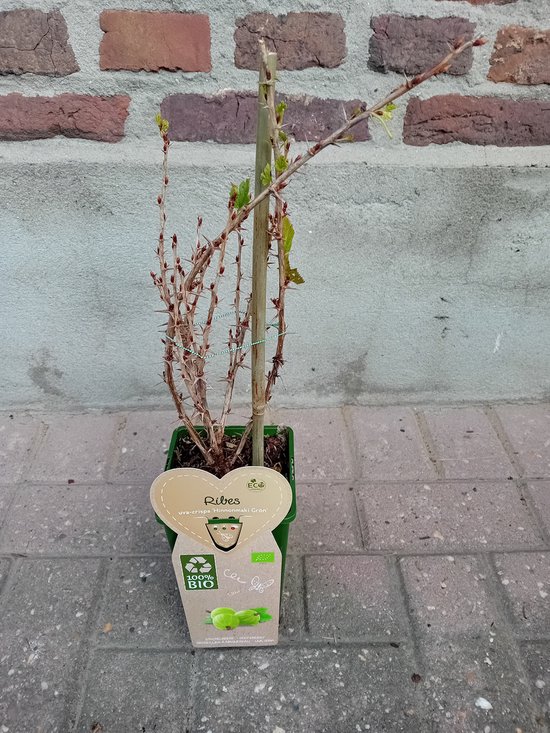 BIOLOGISCHE- XL Fruit pakket- 6 planten- Fruitstruik- 60 cm hoog ...