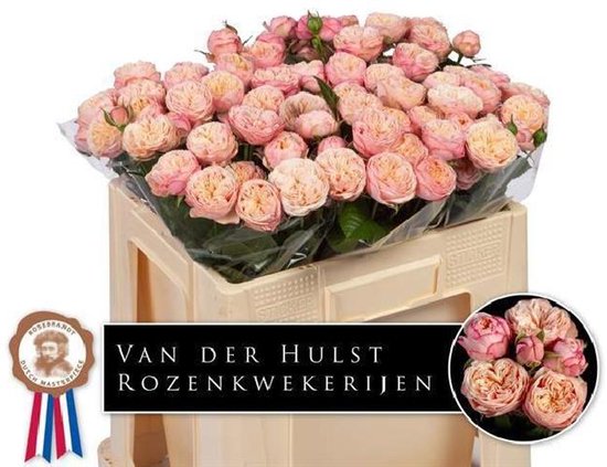 10x Rosa royal blush 50cm | bol