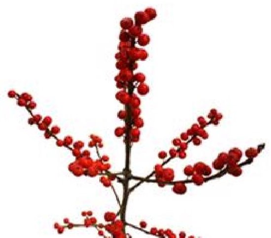 40x Ilex verticillata 30cm | bol