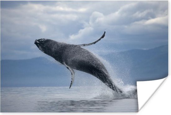 Poster Uit het water springende walvis - 60x40 cm | bol.com