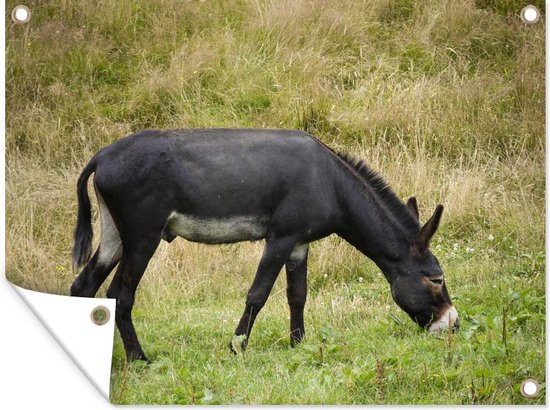 Tuinposter - Tuindoek - Tuinposters buiten - Grazende ezel - 120x90 cm ...