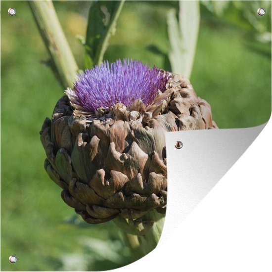 Tuindoek Een kardoen met droge contouren - 100x100 cm | bol.com