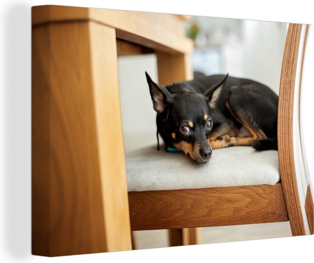 Pinscher nain se trouve sur une chaise toile 90x60 cm - impression ...