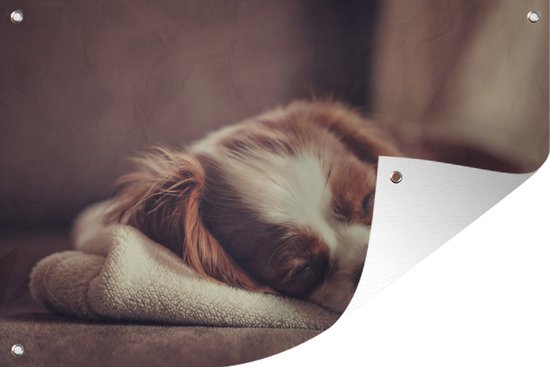 Tuindecoratie Kleine hond slaapt op een deken - 60x40 cm - Tuinposter ...