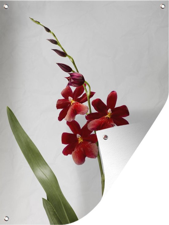 Tuinschilderij Rode orchidee met bladeren voor een witte achtergrond ...