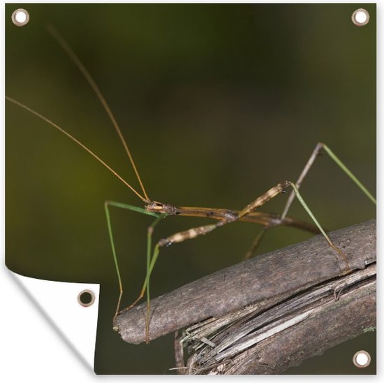 Tuindoek Een wandelende tak zit op een stok - 100x100 cm | bol