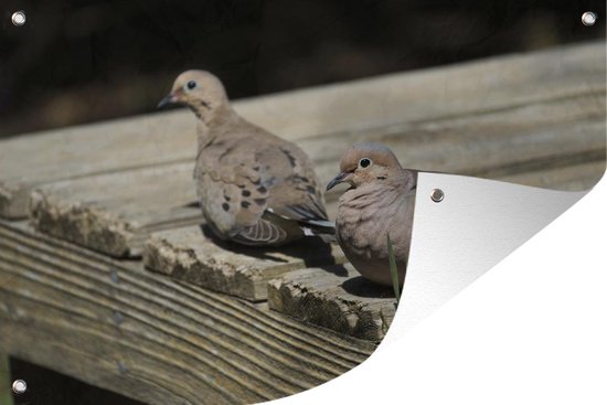 Muurdecoratie Tortelduif - Hout - Vogel - 180x120 cm - Tuinposter ...
