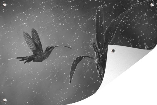 Colibri sous la pluie dans la nature du Costa Rica en noir et blanc ...
