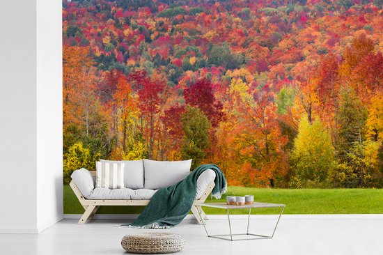 Behang - Fotobehang Bomen - Oranje - Rood - Breedte 600 cm x hoogte 400 ...