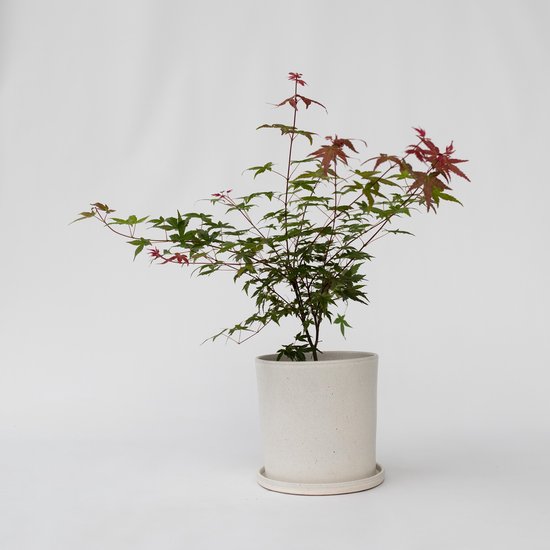 Plant in a Box - Acer palmatum ´Beni Maiko´ - Japanse Esdoorn boom ...