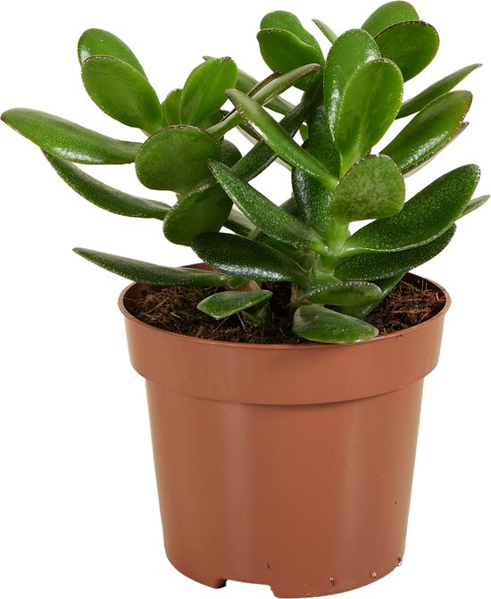 Bloomique - Crassula Ovata Magical Tree - Jade Plant - Kamerplanten ...