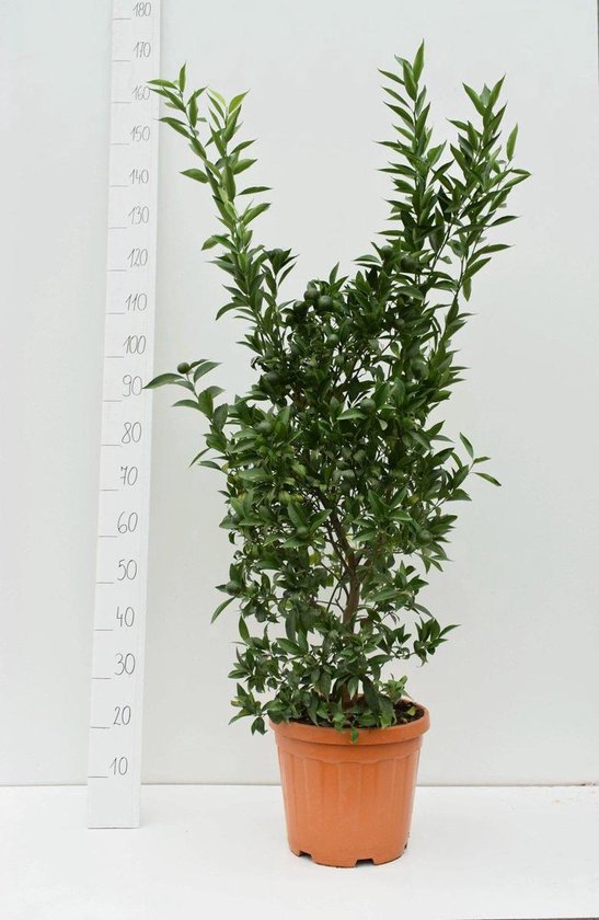 Citrus reticulata; Totale hoogte 130-150cm incl. Ø 30cm pot | Mandarijn ...