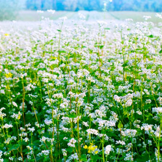 MRS Seeds & Mixtures Boekweit – verbeterd de bodem – bevordert de ...
