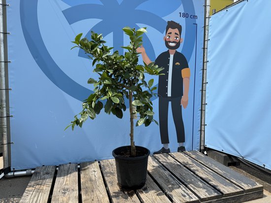 Sunny Tree - Boom - Limoenboom - Citrus Latifolia - Citrusplant ...