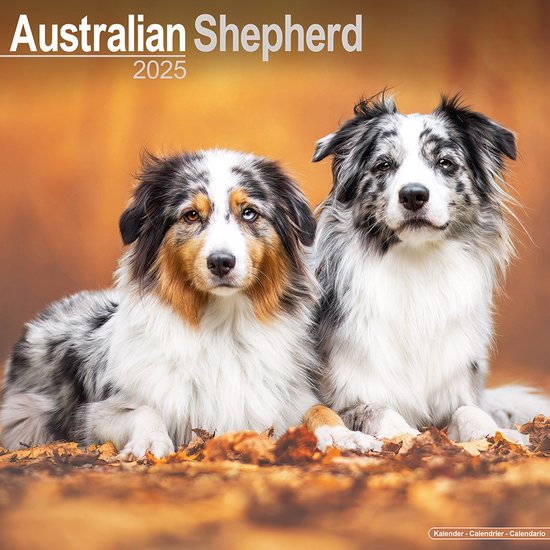 Australian Shepherd Kalender 2025 | bol