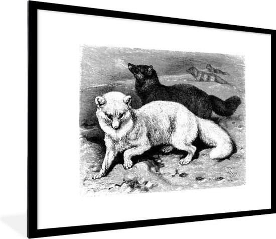 Fotolijst incl. Poster - tekening van een poolvos op de grond - 80x60 ...