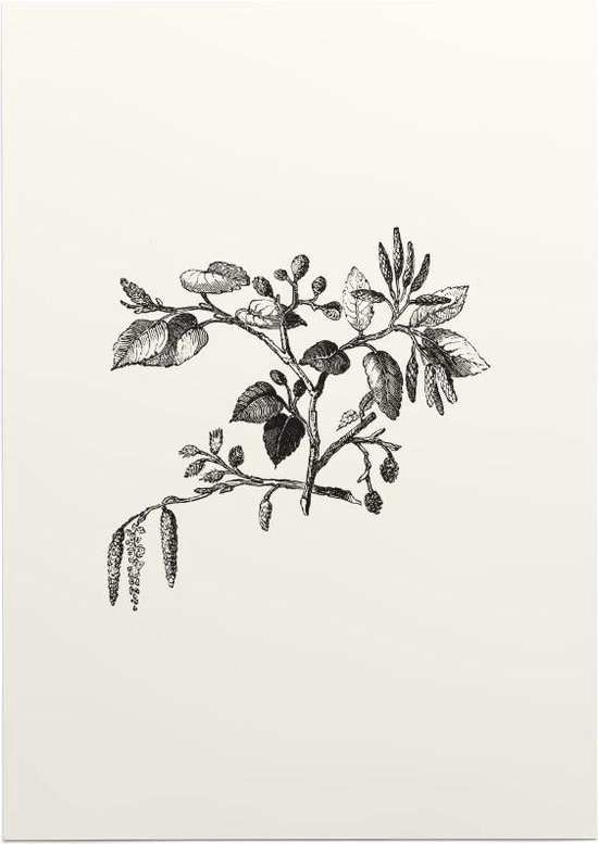 Els zwart-wit (Leaf of Alder) - Foto op Posterpapier - 50 x 70 cm (B2 ...