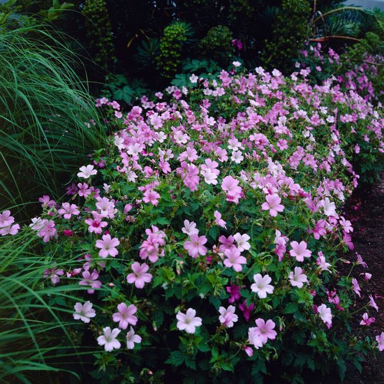 Bergooievaarsbek (Geranium endressii) - - Ooievaarsbek - Vaste planten ...