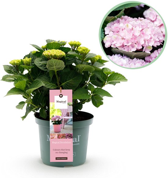 Tuinplantenshop.com | Hortensia - Hydrangea Magical Revolution Pink ...