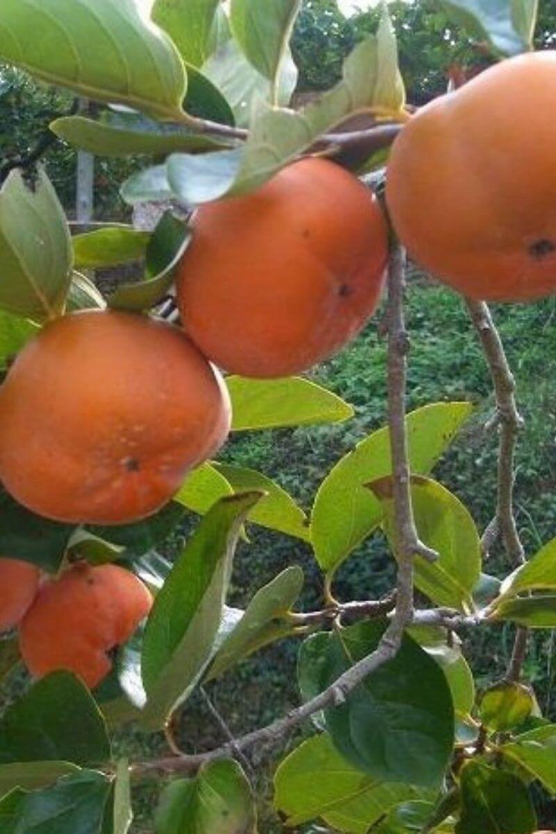 Kakiboom | Diospyros kaki | 80-100cm hoogte | bol