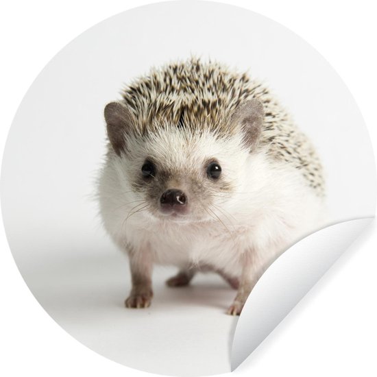 WallCircle - Muurstickers - Behangcirkel - Egel - Wit - Neus - 100x100 ...