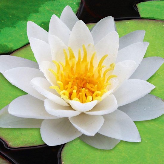 Waterworld Grote Witte Waterlelie Nymphaea Albatros + Aqua Set | bol.com