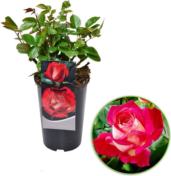 Rosa 'Rose Gaujard®' - Grootbloemige roos op pot - Rood Roze - ↑ 35 ...