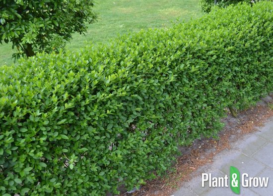 6x Ligusterhaag / Ligustrum ovalifolium | bol.com