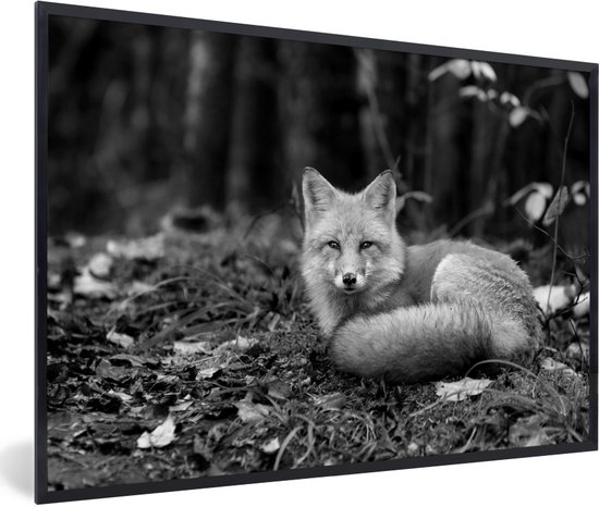 Fotolijst incl. Poster Zwart Wit- Rustende vos - zwart wit - 120x80 cm - Posterlijst | bol.com