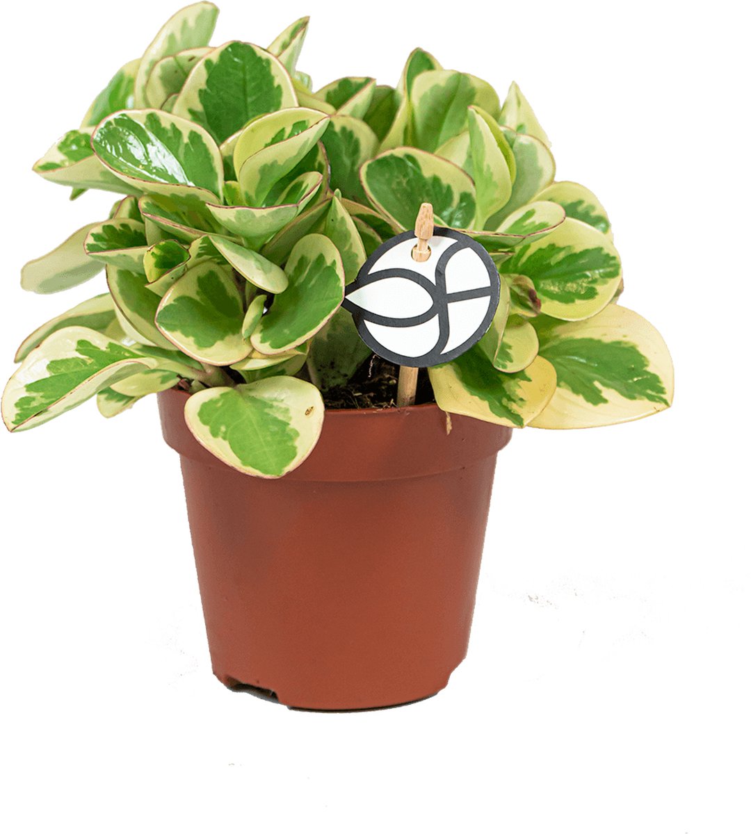 Peperomia Obtusifolia Optipan Bicolor | Vetplant krokodillentranen ...