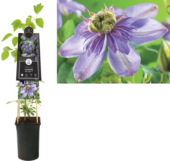 Klimplant Clematis Blue Light PBR 75 cmVan der Starre | bol.com