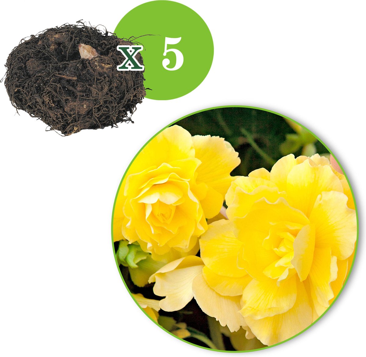 5x Begonia "Yellow Flame" - Begonia bollen - Gele kleuren ...