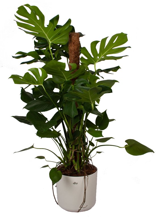 Monstera met mosstok en Elho sierpot ↨ 120cm - hoge kwaliteit planten ...