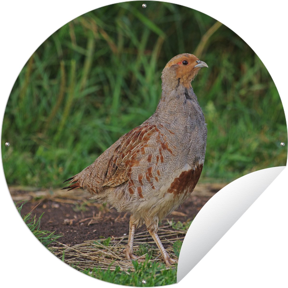 Affiche de jardin ronde Perdrix - Une perdrix sur une piste boueuse ...