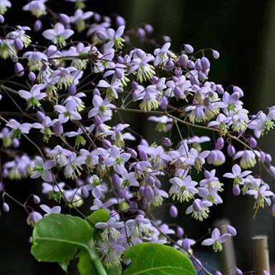 6 x Thalictrum Delavayi - Chinese Ruit pot 9x9cm | bol.com