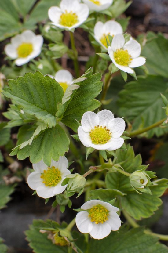 Fruitplant Aardbeien - Fragaria Ananassa Delizzimo hoogte 45cm potmaat ...