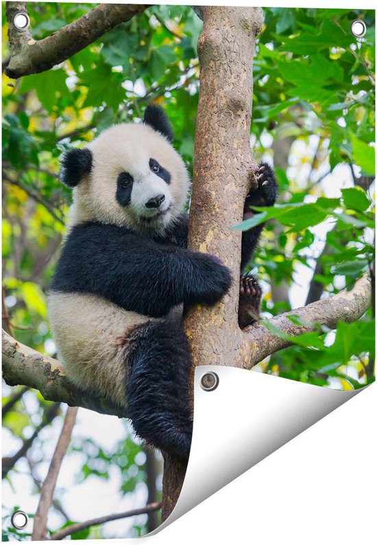 Gards Tuinposter Panda in de Bomen - 40x50 cm - Tuindoek ...